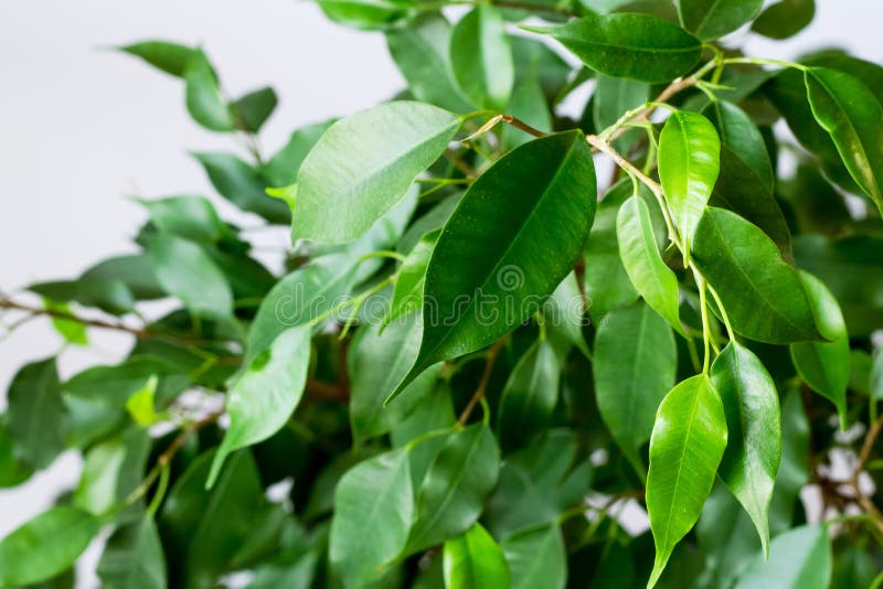 Ficus Benjamin with Fresh Leaves on White Background Stock Image ...