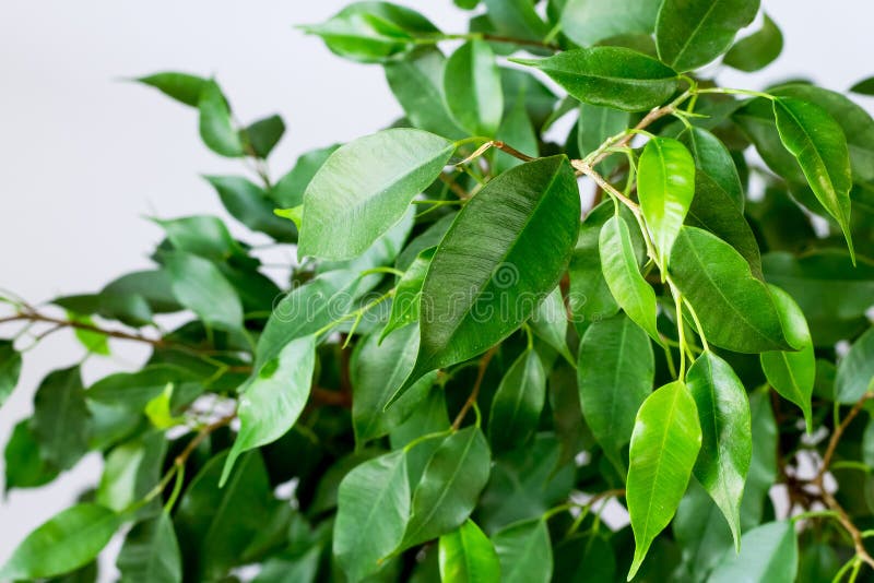 Ficus Benjamin with Fresh Leaves on White Background Stock Image ...