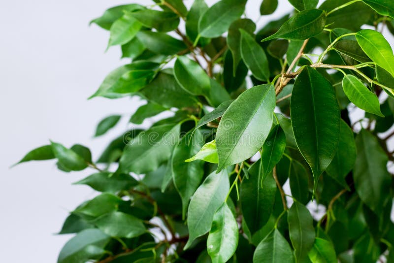 Ficus Benjamin with Fresh Leaves on White Background Stock Photo ...