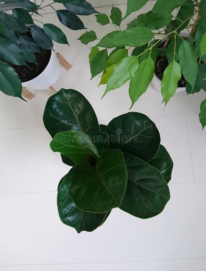 Three Types of Ficuses in a White Interior Stock Photo - Image of room ...