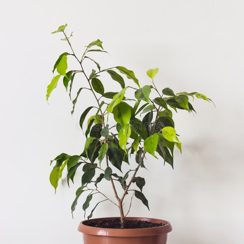 Potted Ficus Benjamin Houseplant Against A White Wall. Styled Mockup ...
