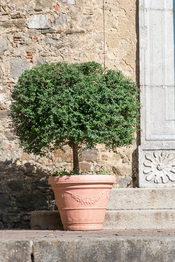 Ficus benjamina Baum stockfoto. Bild von immergrün, grün - 35896868