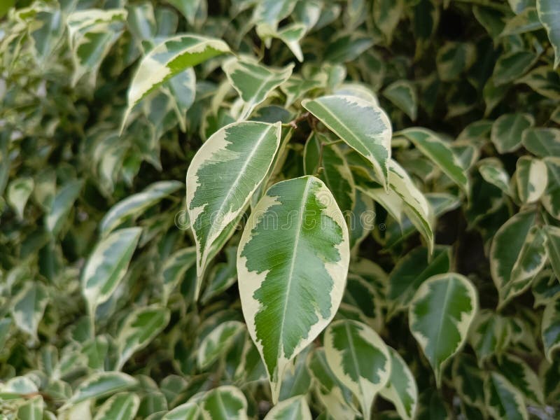 676 Ficus Benjamina Weeping Fig Tree Stock Photos - Free & Royalty-Free ...