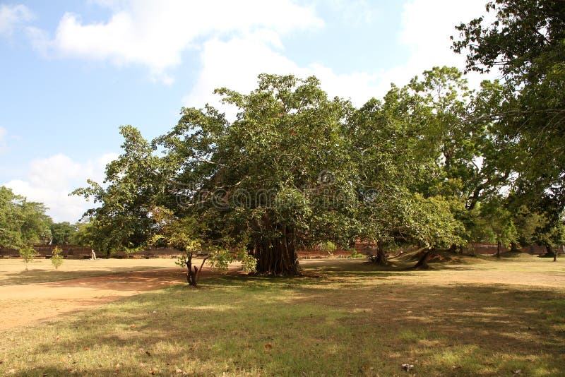 Ficus Benjamina giant tree stock photo. Image of peradeniya - 50794780