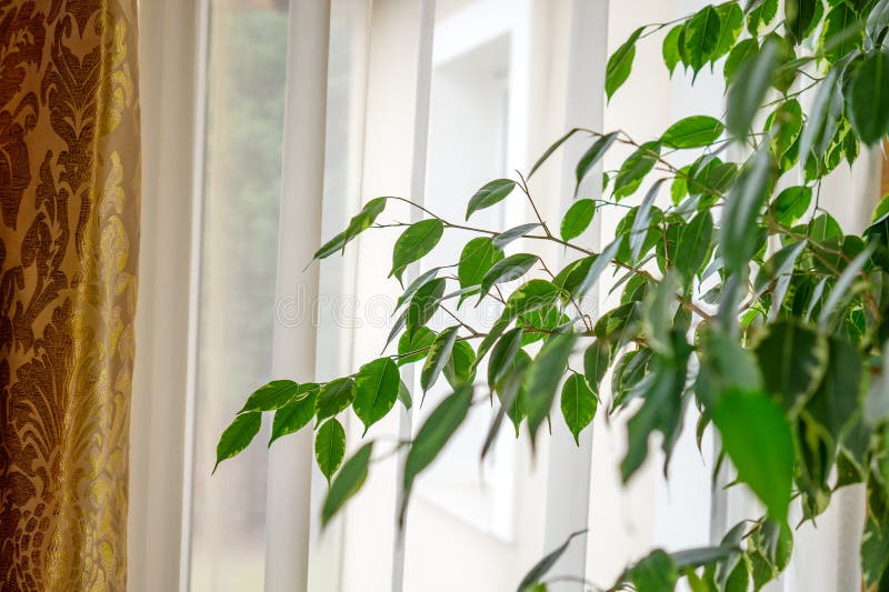 Ficus Tree Lights Indoor Stock Photos - Free & Royalty-Free Stock ...