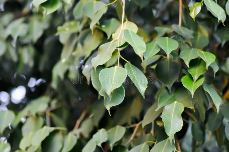 Ficus Benjamina L , Ficus Benjamina or Weeping Fig or MORACEAE Stock ...