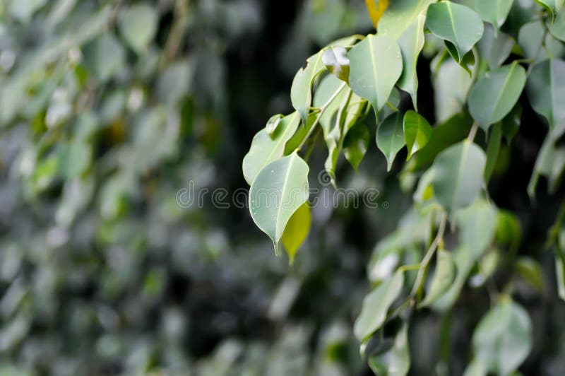 Ficus Benjamina L , Ficus Benjamina or Weeping Fig or MORACEAE Stock ...