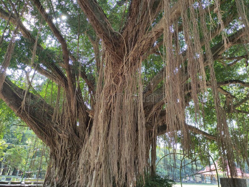 Ficus Benjamina is a Large Shade Tree in One Corner of the City Square ...