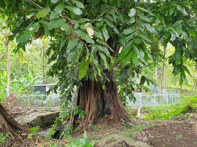 Ficus benjamina old tree stock image. Image of food - 233224159