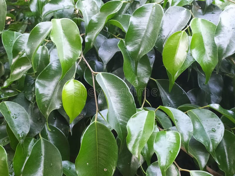Ficus Benjamina Plant Leafs Stock Photo - Image of benjamina, green ...