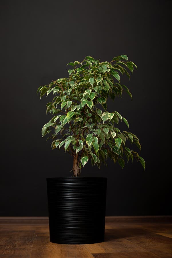 Ficus Benjamina in Pot. Houseplant Weeping Fig, Benjamin Fig, Ficus ...