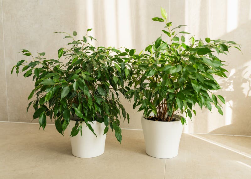 Ficus Benjamina Standing in a Room with Light Rays Falling on it and ...
