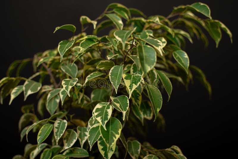 Ficus Benjamina Starlight Leaves Close Up Stock Photo - Image of ...