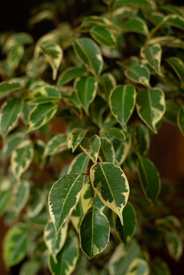 Ficus Benjamina Starlight Leaves Close Up Stock Image - Image of grow ...