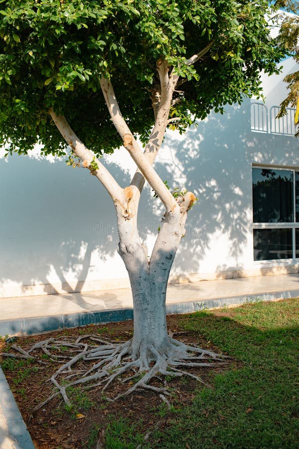 Ficus benjamina tree stock photo. Image of green, ficus - 296577942