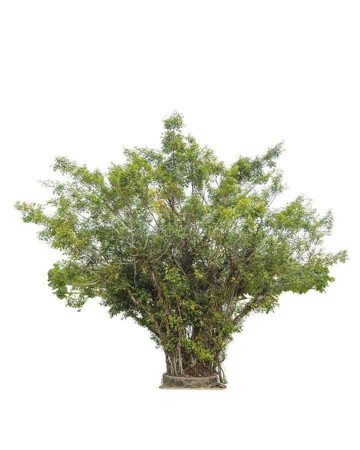 Ficus Benjamina Tree Isolated on White Stock Photo - Image of branch ...