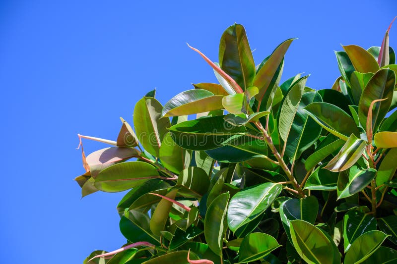 Ficus Big Leaves Close-up Against the Blue Sky Stock Image - Image of ...