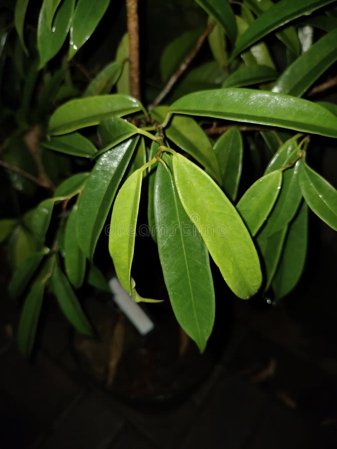 Ficus Binnendijkii & X28;Long Leaf of Ficus Plant& X29; Figs Plant ...