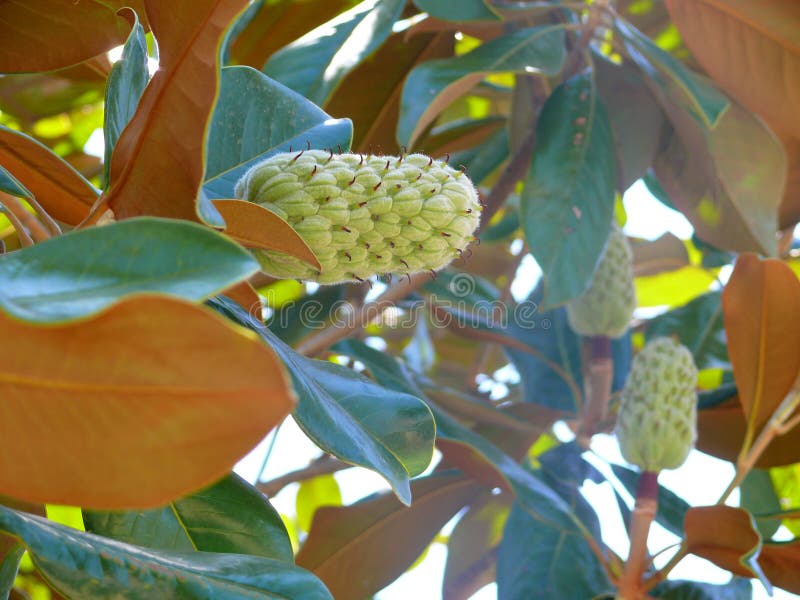 Ficus stock photo. Image of ficus, blossom, orange, tree - 40998910