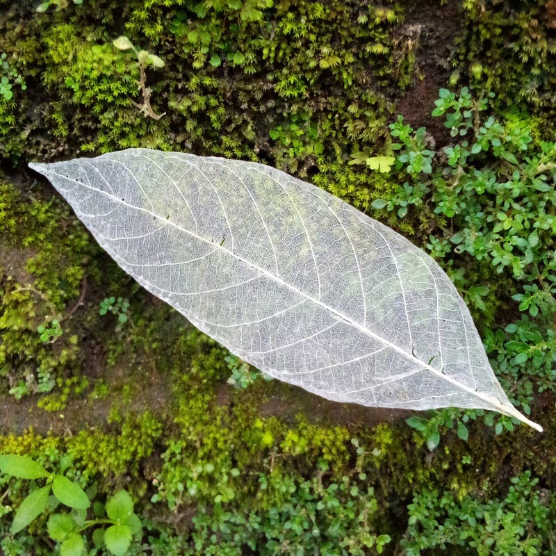 A Ficus Bodhi Leaf Bones on Moss Stock Photo - Image of jungle, camera ...