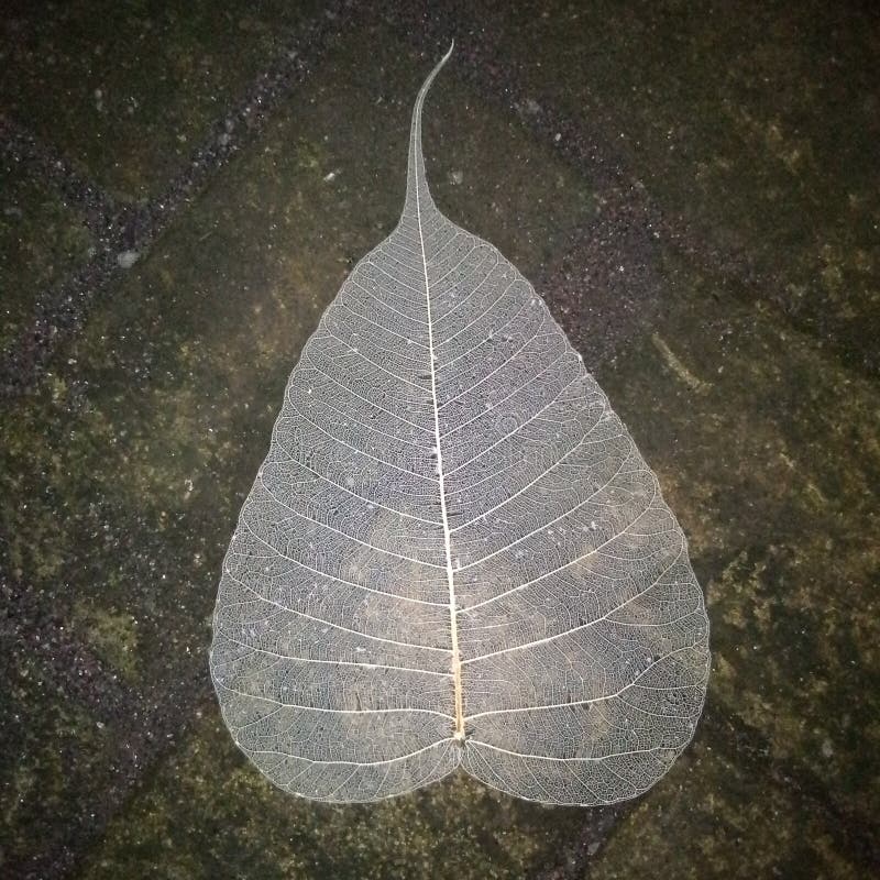 Ficus bodhy leaf bones stock image. Image of darkness - 266026859
