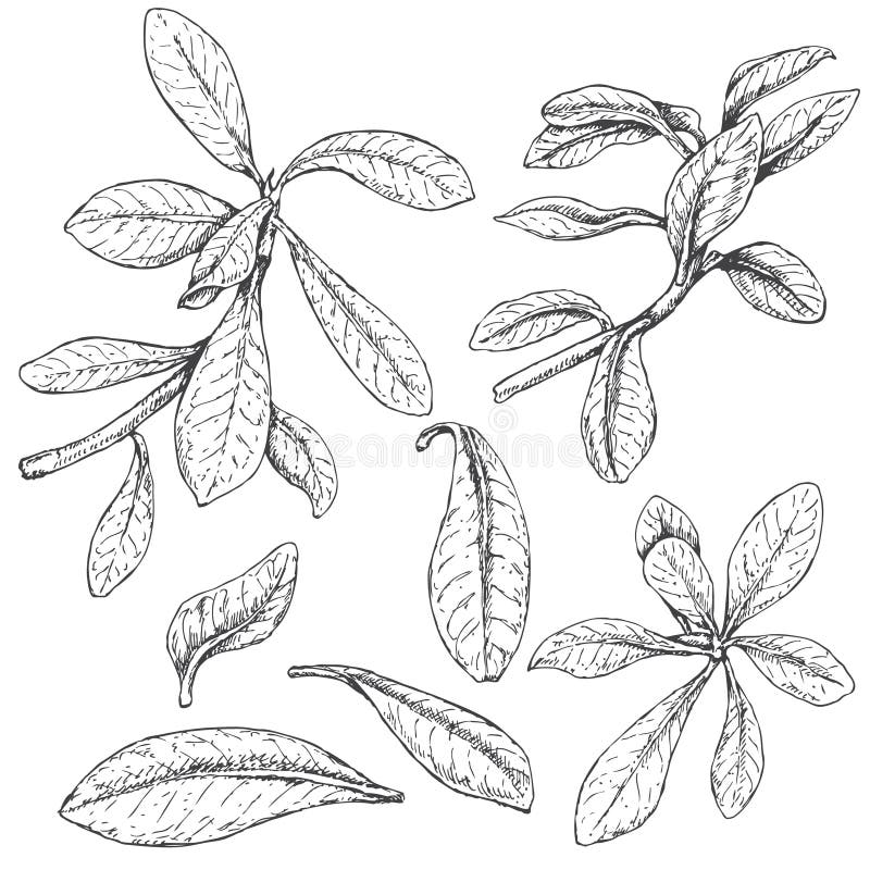 Ficus Branches and Leaves Sketch Stock Vector - Illustration of doodle ...