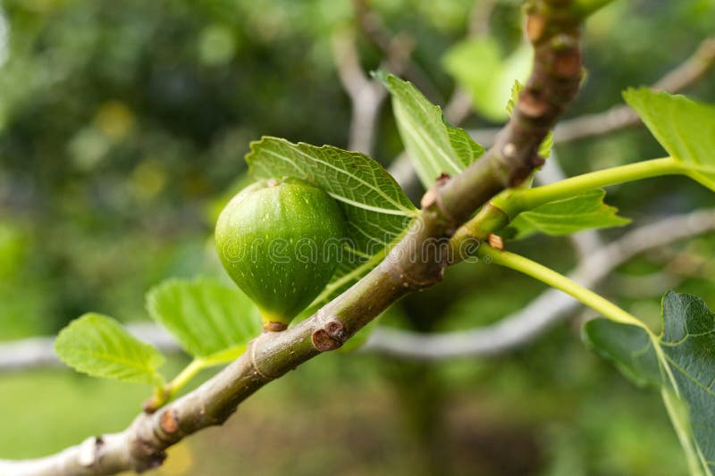 Ficus Carica - Common Fig, Green Tree, Nature Background Stock Photo ...