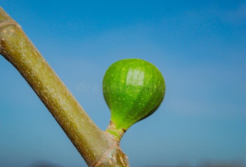 Ficus Carica, Common Name Fig Tree Stock Image - Image of plant, tree ...