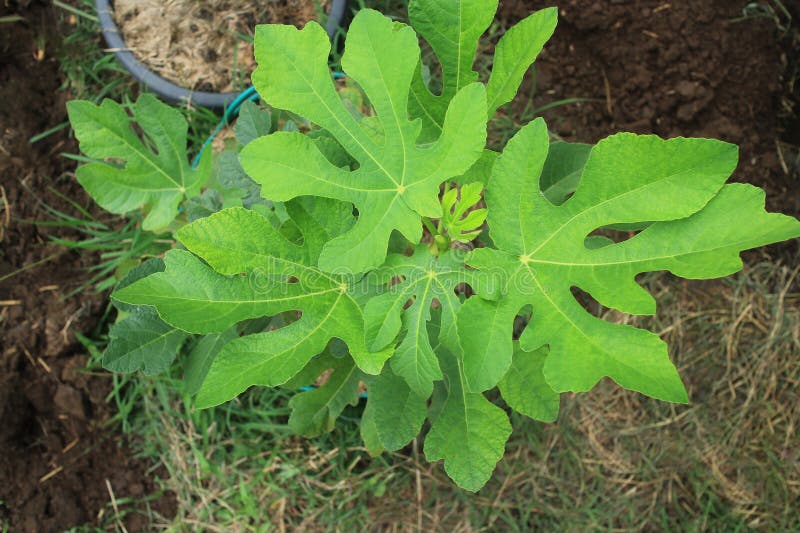 Ficus Carica,fig Tree in Garden,top View Closed-up Leaves,selective ...