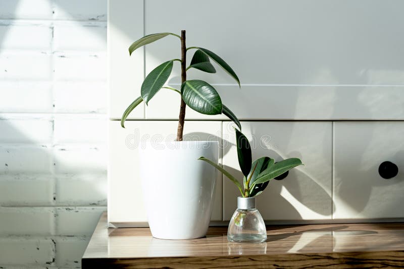 Ficus Cuttings. Breeding Potted Plants. Ficus Elastica. Stock Photo ...