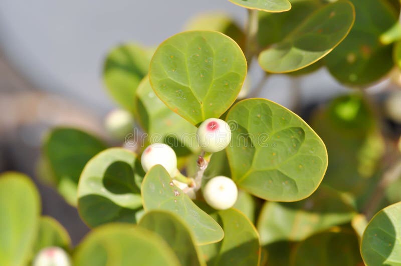 Ficus Deltoidea Jack , Mistletoe Fig or Mistletoe Rubber Plant or ...