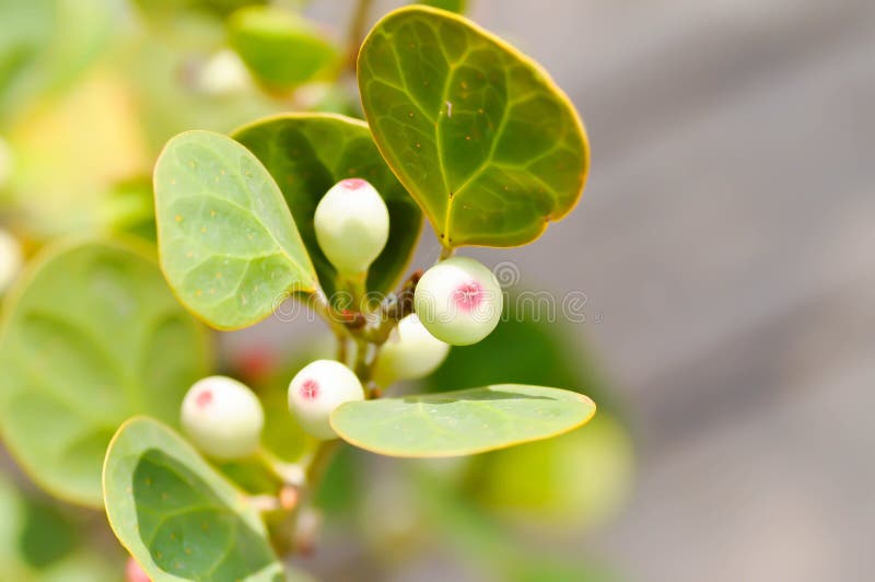 Ficus Deltoidea Jack , Mistletoe Fig or Mistletoe Rubber Plant or ...