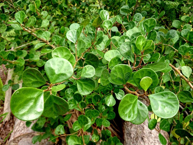 Ficus Deltoidea - Tabat Barito Borneo Stock Image - Image of deltoidea ...