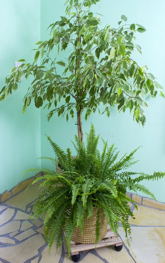 Ficus, Samambaia E Caixa De Benjamin Na Sala De Visitas Na Janela Com ...