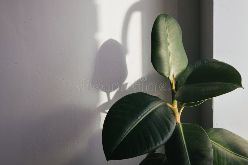 Ficus Elastic Plant Rubber Tree in a Flower Pot by the Window with ...