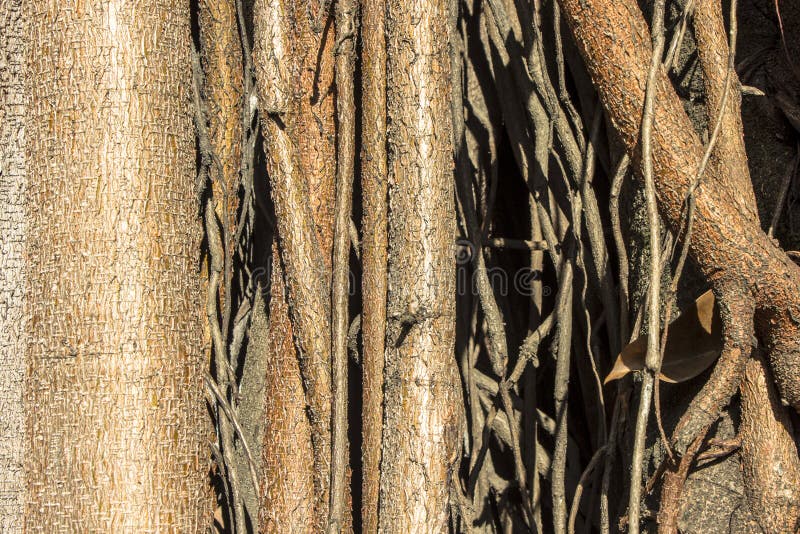 Ficus elastica stock photo. Image of roots, plant, botanic - 99728968