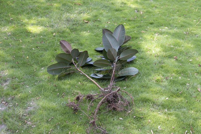 Ficus Elastica Burgundy Rubber Tree Bare Root Plant Closeup Stock Photo ...