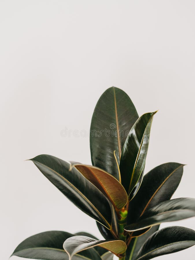 Ficus Elastica Houseplant Front White Wall Stock Photos - Free ...