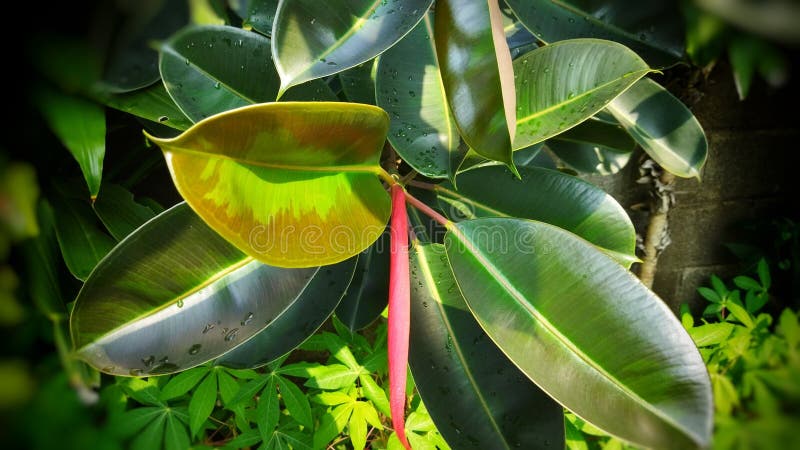 Ficus Elastica on an Outdoor Garden Stock Photo - Image of closeup ...