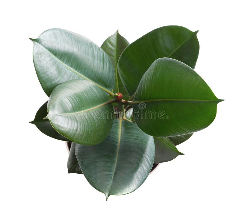 Ficus Elastica Plant with Fresh Green Leaves on White Background, Top ...