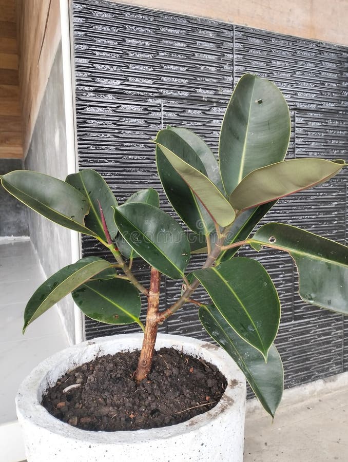 Ficus Elastica (rubber Fig) in the Home Interior. Isolated on a Black ...