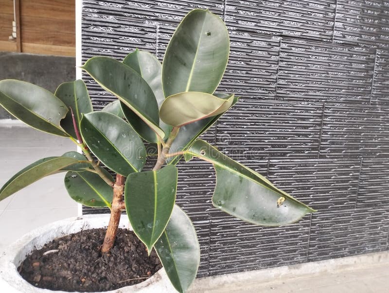 Ficus Elastica (rubber Fig) in the Home Interior. Isolated on a Black ...