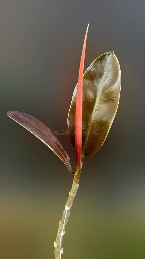 Ficus Elastica or Rubber Plant with Red Flower and Green Leaves Stock ...