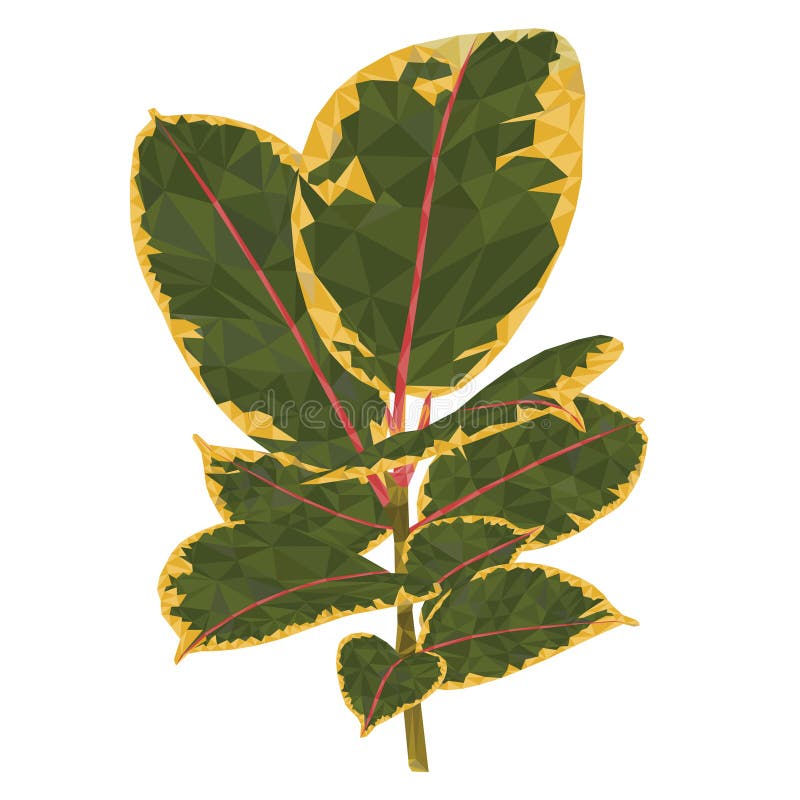 Ficus Vector Stock Illustrations – 5,007 Ficus Vector Stock ...