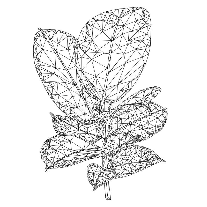 Ficus Elastica Ruby Branch Leaves Outline Low-polygon on a White ...