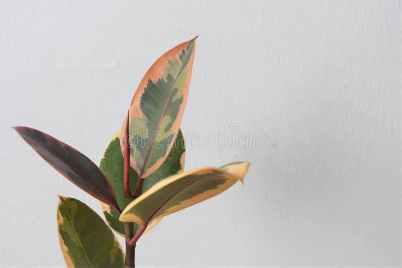 Ficus Elastica Ruby (rubber Tree), Isolated on White Background Stock ...