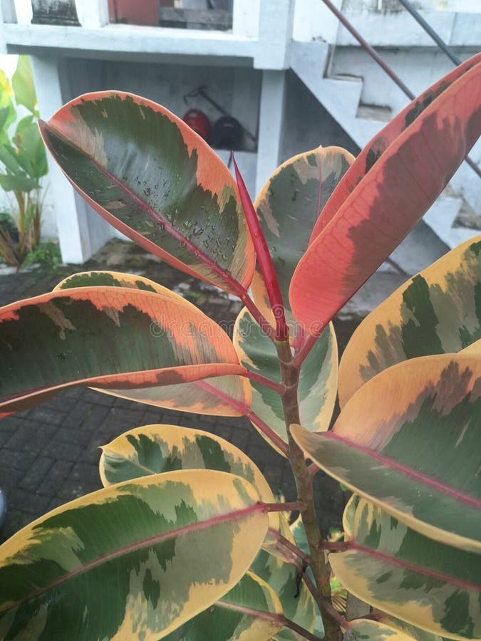 Ficus Elastica Ruby Tree in Indonesian House Garden Stock Photo - Image ...