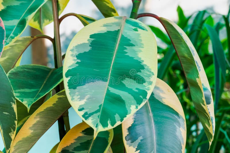 Ficus Elastica Ruby Variegated Rubber Tree Stock Photo - Image of ...