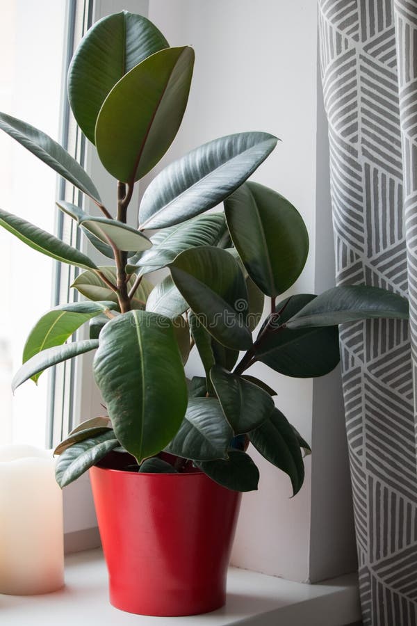 Ficus en una maceta roja foto de archivo. Imagen de houseplant - 129551960