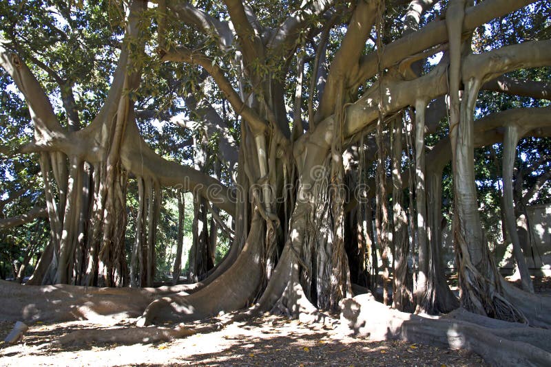 Ficus Tree Botanical Garden Sydney, Royal Botanic Gardens Sydney ...